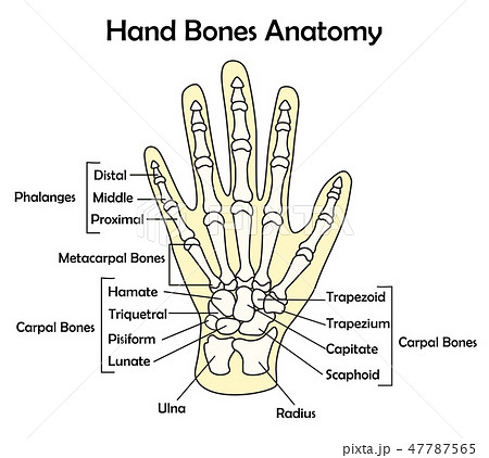 Hand Bones Labeled