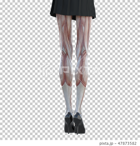 Female dissection muscle 3DCG illustration... - Stock Illustration ...