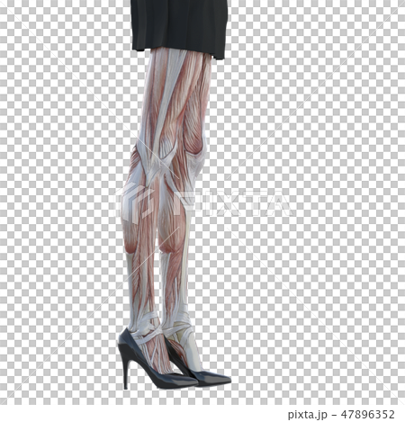 Female dissection muscle 3DCG illustration... - Stock Illustration ...