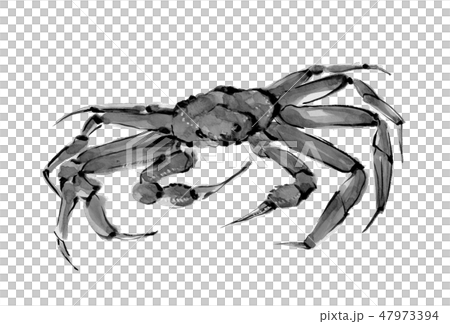 Snow crab Echizen to pine needle but ink... - Stock Illustration ...