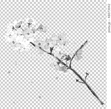 Sakura cherry tree branch ink painting monotone - Stock Illustration ...