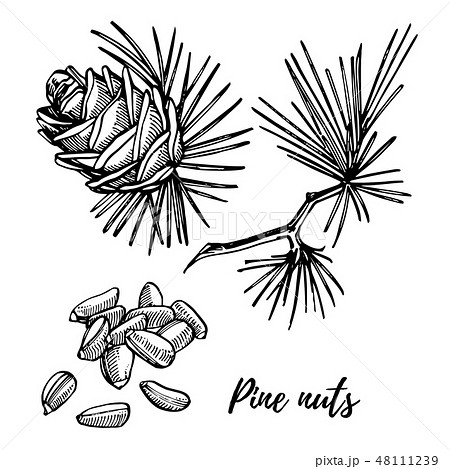 Pine Cone Tree Drawing
