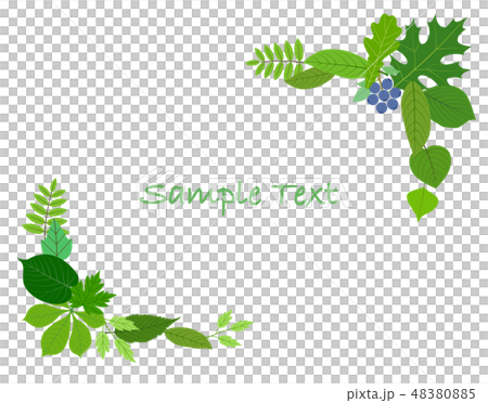 Leaf decoration frame - Stock Illustration [48380885] - PIXTA