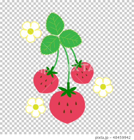 Ichigo flower illustration - Stock Illustration [48459942] - PIXTA