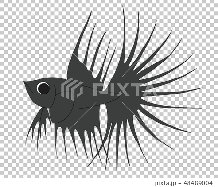 Crown tail beta - Stock Illustration [48489004] - PIXTA