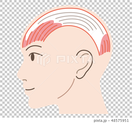 Frontalis muscular aponeurosis occipitalis muscle - Stock Illustration ...