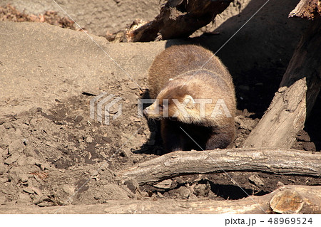 [定額] ニホンアナグマ ( Meles anakuma / Japanese badger )の写真素材 [48969524] - PIXTA