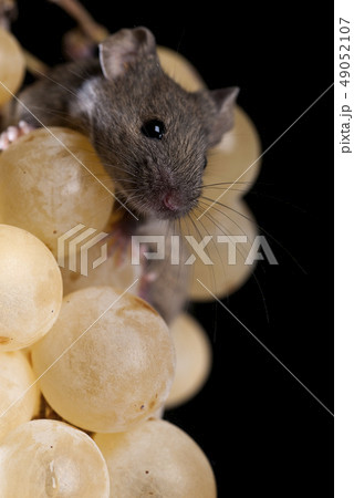 Mouse eating grapes, Mus musculusの写真素材 [49052107] - PIXTA