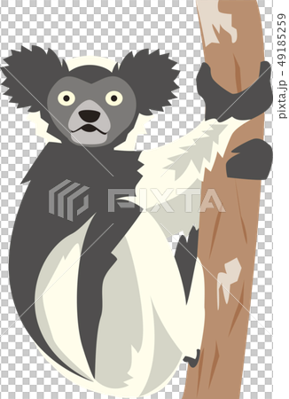 Indri - Stock Illustration [49185259] - PIXTA
