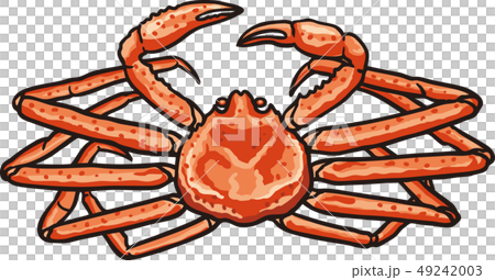 Snow crab - Stock Illustration [49242003] - PIXTA
