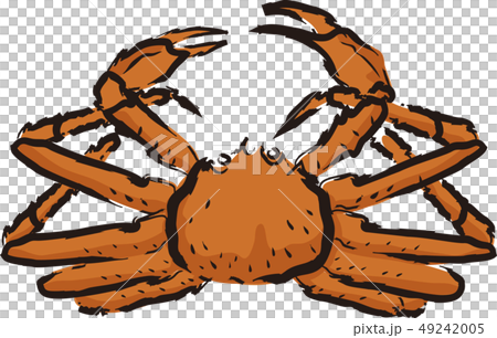 Snow crab - Stock Illustration [49242005] - PIXTA
