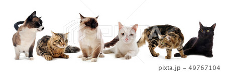 cats in studioの写真素材 [49767104] - PIXTA