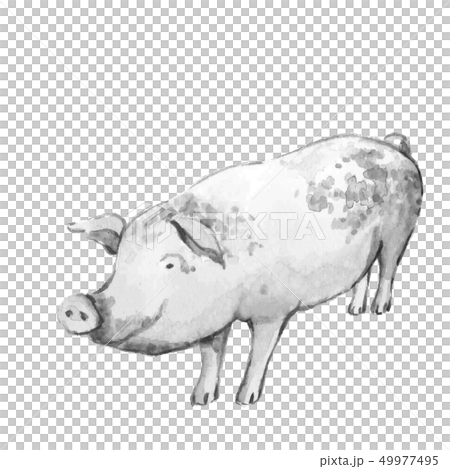 Pig Pig Pig Ink Painting Ink Monotone - Stock Illustration [49977495 ...