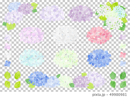 Hydrangea parts set - Stock Illustration [49980981] - PIXTA