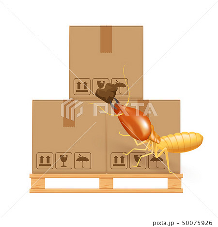 termite bites eat paper boxes brown isolatedのイラスト素材 [50075926] - PIXTA