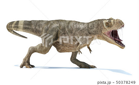 T-rex full body perspective view.のイラスト素材 [50378249] - PIXTA