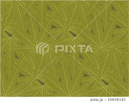 Canaabis or marijuana leaves pattern seamless.のイラスト素材 [50648182] - PIXTA