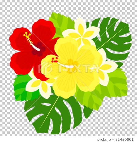 Hibiscus and Plumeria - Stock Illustration [51480001] - PIXTA