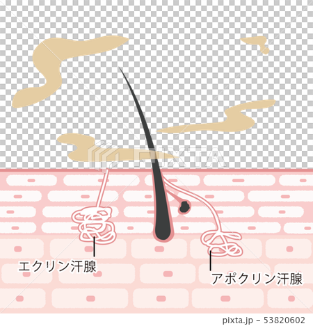 Cross section of the skin Illustrations... - Stock Illustration ...