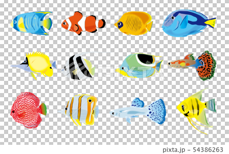 Tropical fish illustration set - Stock Illustration [54386263] - PIXTA