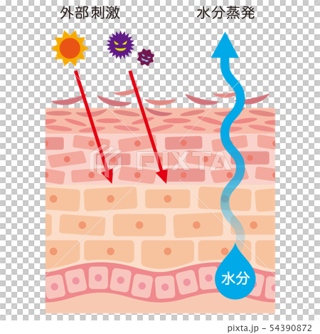 Skin barrier function Skin structure - Stock Illustration [54390872 ...