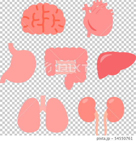 Illustration set of cute organs and viscera - Stock Illustration ...