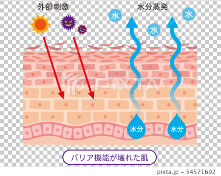 Skin barrier function Skin structure - Stock Illustration [54571692 ...