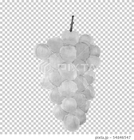 Muscat (hand-drawn illustration of ink) - Stock Illustration [54846547 ...