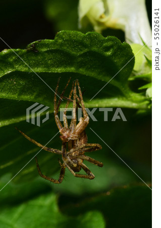 Macro spider Caucasian Solpuga molting in leaf の写真素材 [55026141] - PIXTA