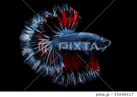 Betta fish red hellboy in the aquarium black blacの写真素材 [55046317] - PIXTA