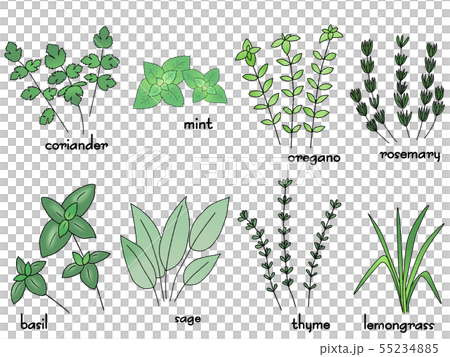 8 herbs colored - Stock Illustration [55234885] - PIXTA