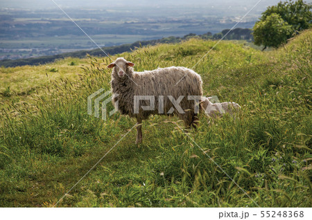 Close-up of sheep on grassy fieldsの写真素材 [55248368] - PIXTA