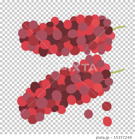 Grape Delaware two bunch - Stock Illustration [55357249] - PIXTA