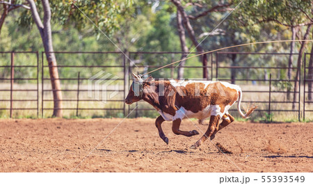 Australian Team Calf Roping At Country Rodeoの写真素材 [55393549] - PIXTA