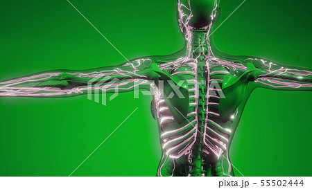 Blood Vessels of Human Bodyのイラスト素材 [55502444] - PIXTA