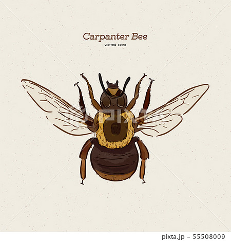 Vintage Bumble Bee Illustration