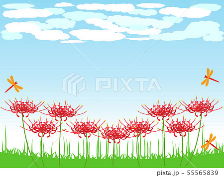 彼岸花8 のイラスト素材 [55565839] - PIXTA