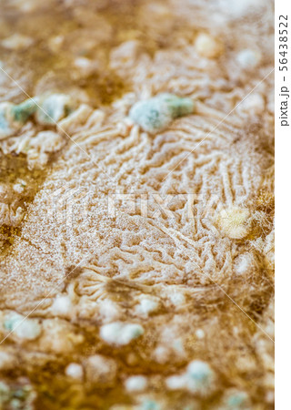 Mold on food, closeup for textureの写真素材 [56438522] - PIXTA