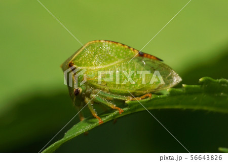 Close-up of a Caucasian cicada horned sitting の写真素材 [56643826] - PIXTA