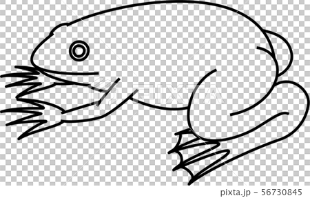 Xenopus Drawing