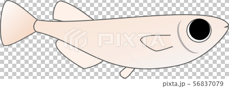Medaka female - Stock Illustration [56837079] - PIXTA