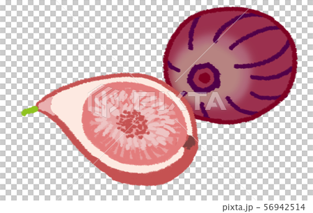Fig life - Stock Illustration [56942514] - PIXTA
