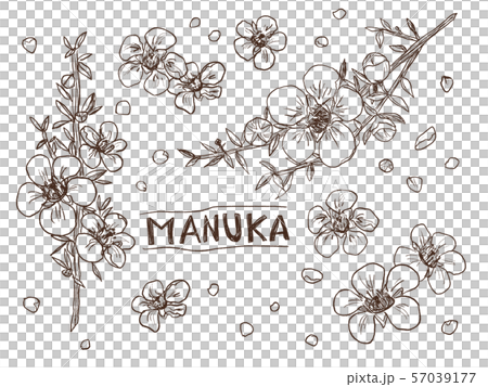 Manuka flower (line drawing illustration) - Stock Illustration ...