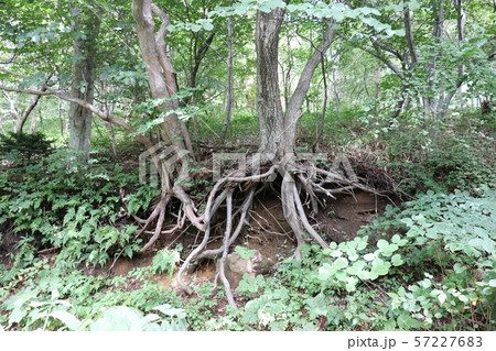 木の根の写真素材 [57227683] - PIXTA