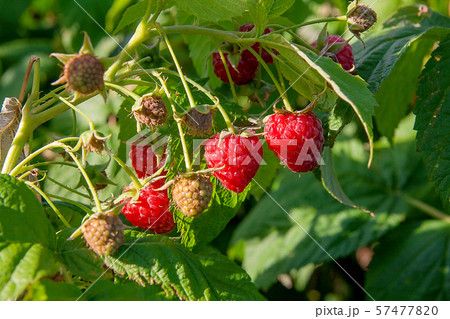 Close up of the ripe and unripe raspberry in theの写真素材 [57477820] - PIXTA