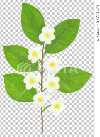 Hand-painted matabi flower - Stock Illustration [57771172] - PIXTA