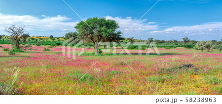 Kalahari Desert Flowers