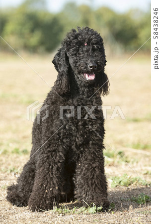 Russian Poodle