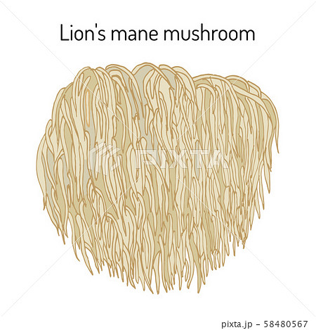 Giant dodder cuscuta reflexa , medicinal plantのイラスト素材 [58480567] - PIXTA