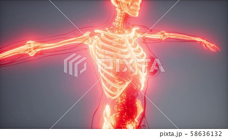 Transparent Human Body with Visible Bonesのイラスト素材 [58636132] - PIXTA